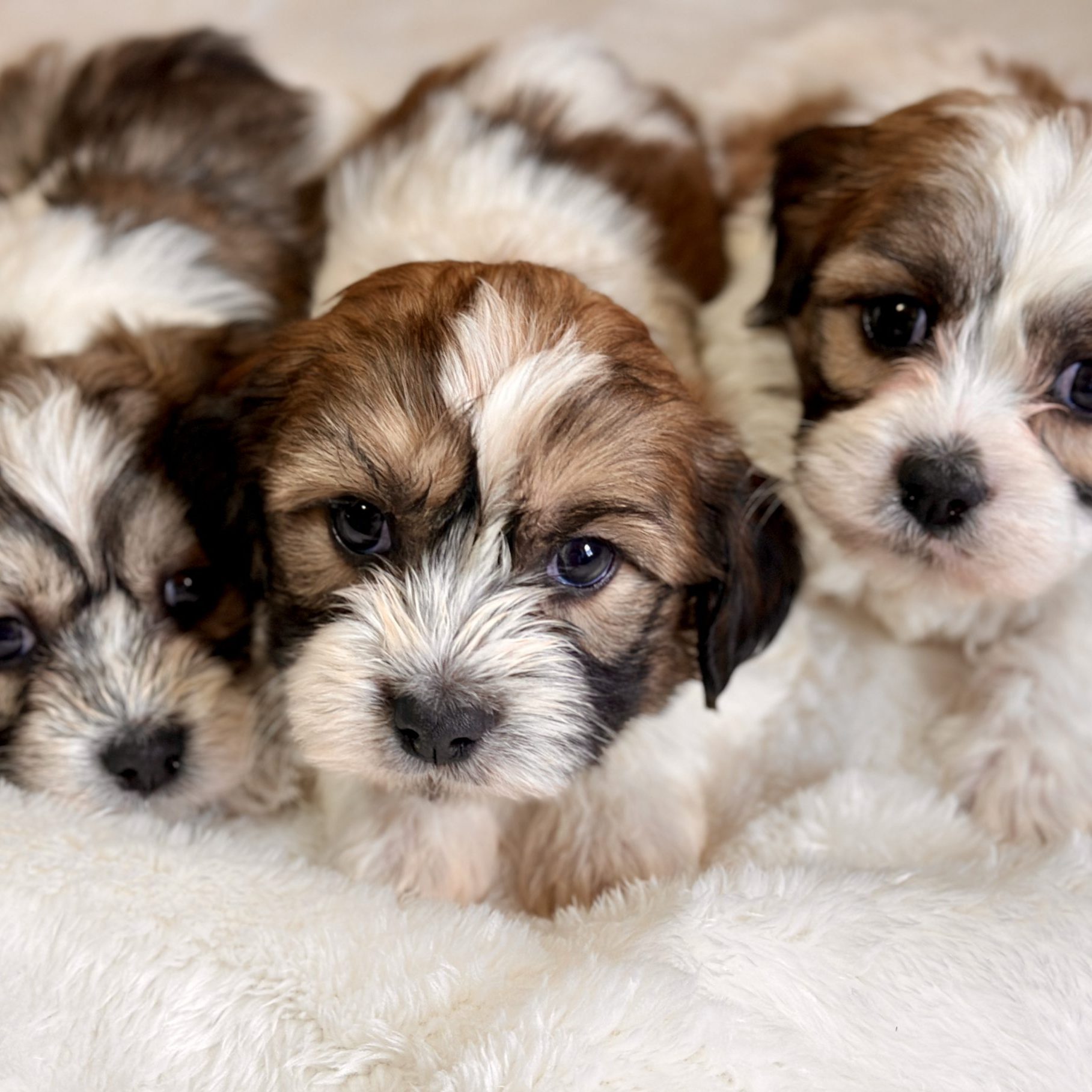 Available puppies | Family Raised | Boundless Horizon Puppies