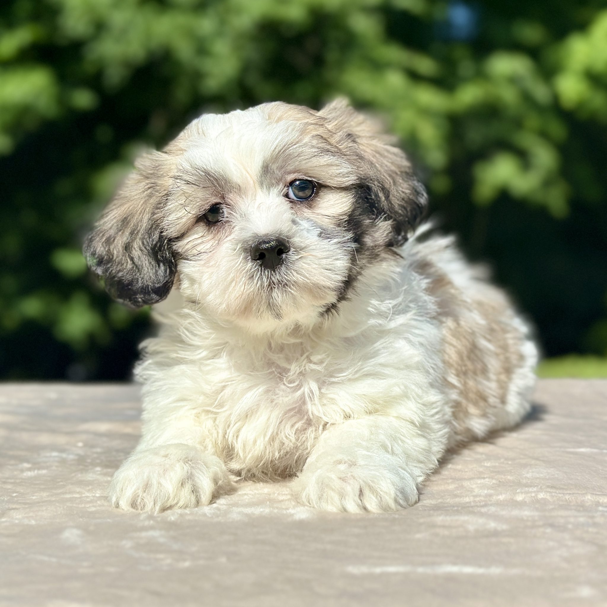 Available puppies | Family Raised | Boundless Horizon Puppies