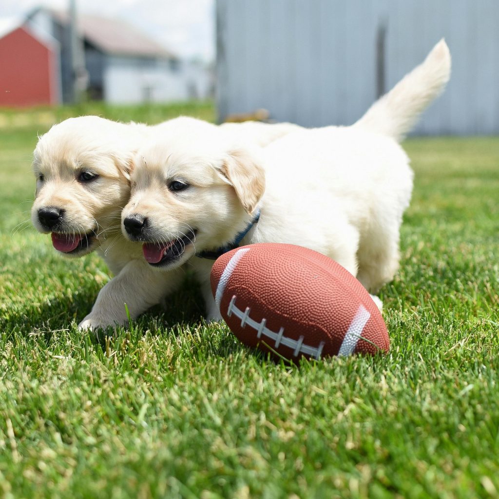 BHPuppies: Puppies For sale